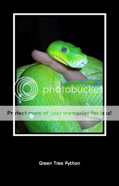 Whats the difference between Aru green tree pythons and sorong green tree pythons?? | Reptile Forums