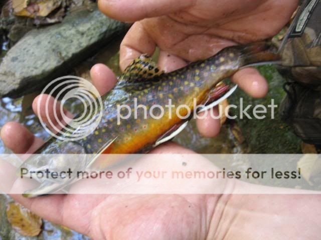 Freestone vs. Limestone Streams (fish coloration,size and strength ...