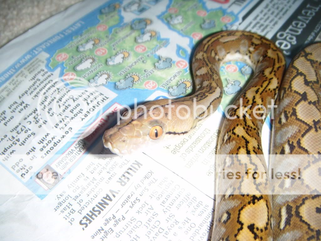 Female Jampea Dwarf Retic | Reptile Forums