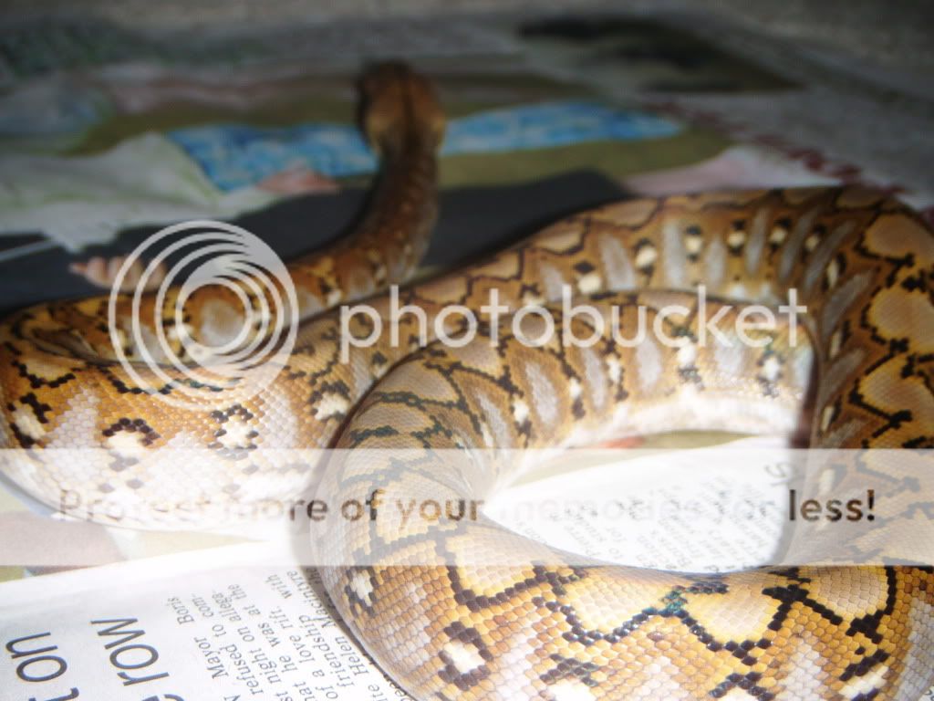 Female Jampea Dwarf Retic | Reptile Forums