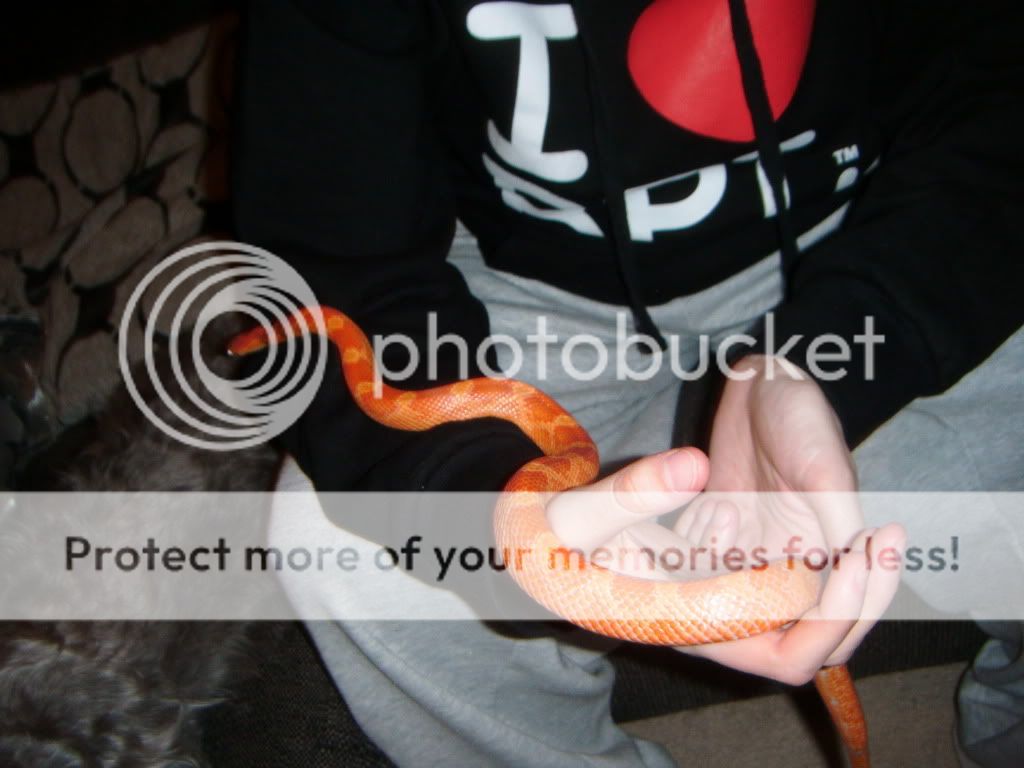 NW England - 1.0 Breedable Fire Corn snake for sale | Reptile Forums