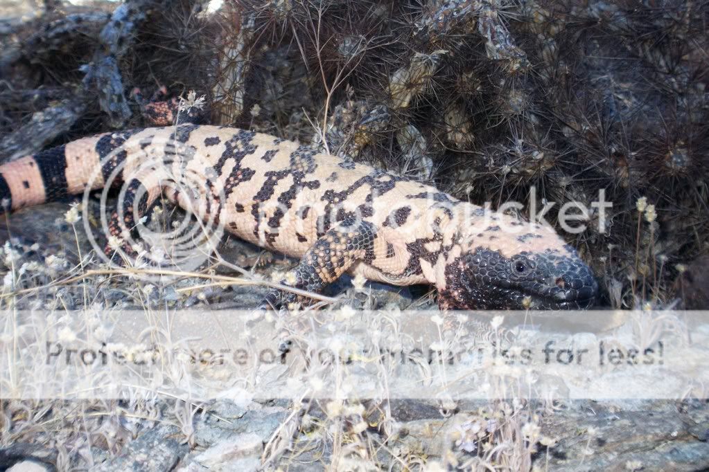 Heloderma / Gila - Page 1 - Field Herp Forum